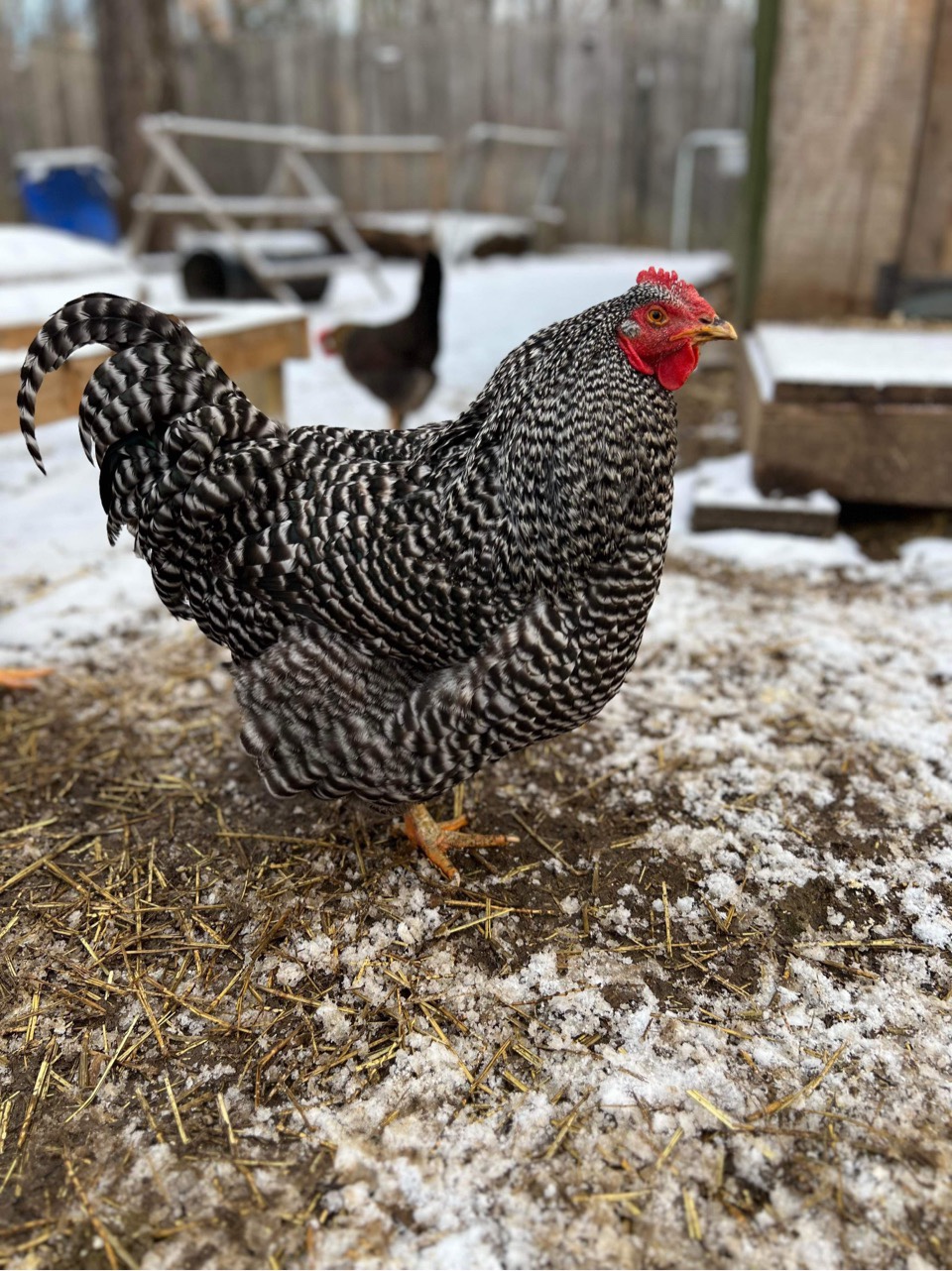About Us - Chicken Dreams Flower Farm